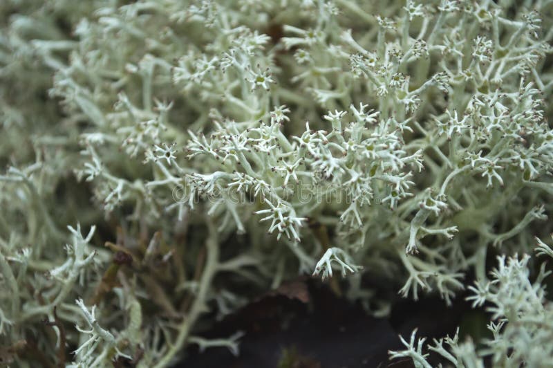 Gray moss closeup stock image. Image of moss, branch - 175645055