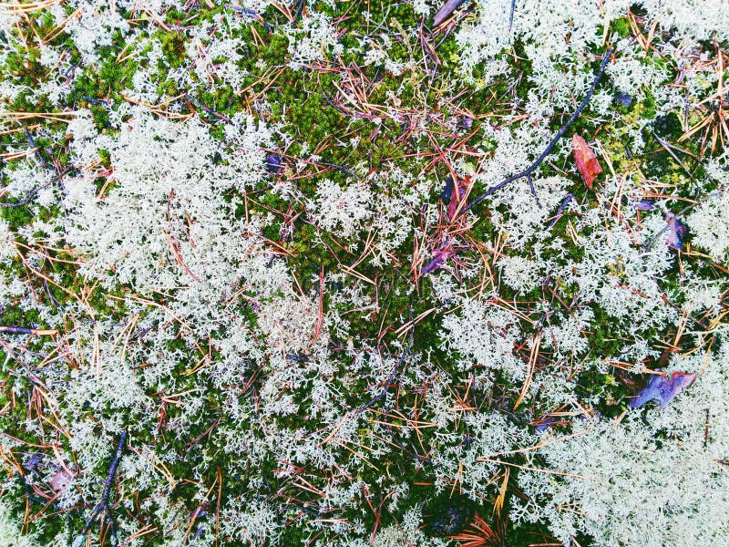 Gray moss in the forest stock image. Image of forest - 106117689