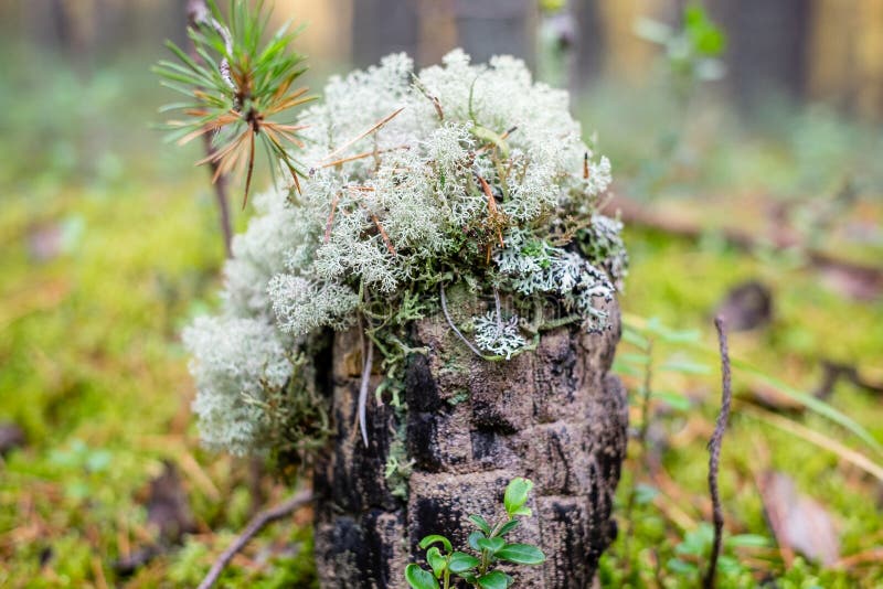 Gray moss grows on a stump stock photo. Image of boreal - 101689124