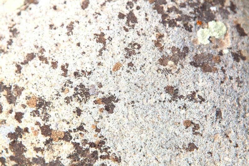 Gray moss on stone stock photo. Image of rock, background - 217285246