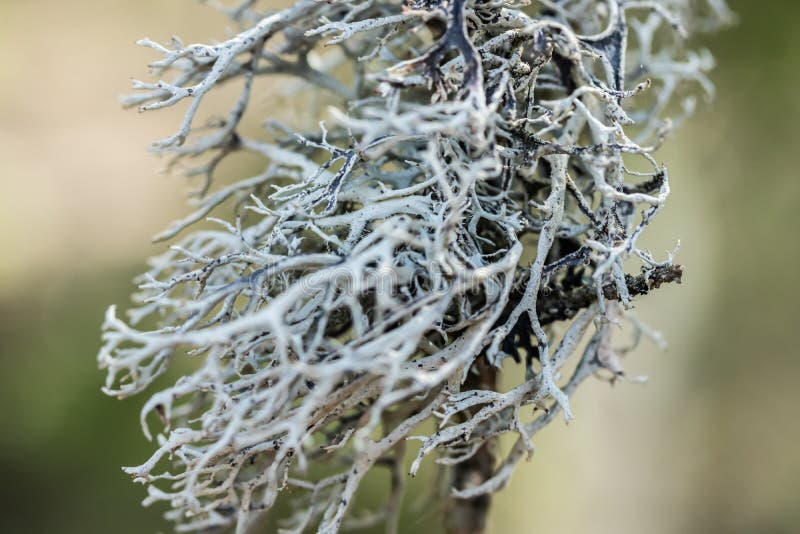Gray Moss on the Tree Branch in Spring, Finland Stock Image - Image of ...