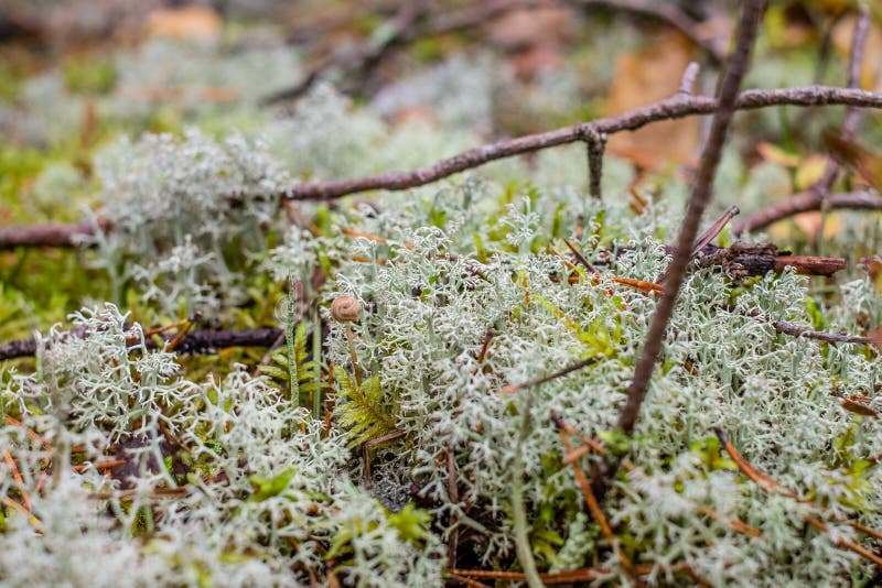 Gray Moss in the Woods Close-up Stock Image - Image of caribou, fungi ...