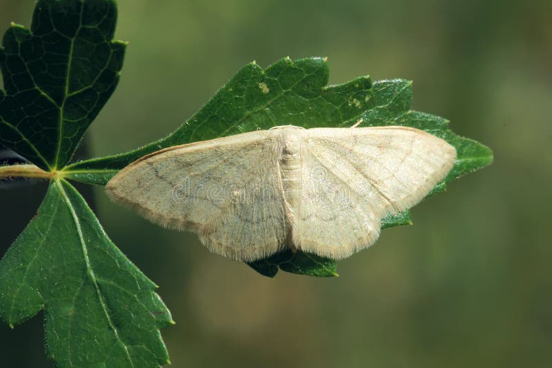 Gray moth stock photo. Image of bugs, insects, scalewing - 43854132