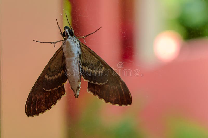 Gray Moth Close-up through the Window Glass. Stock Image - Image of ...