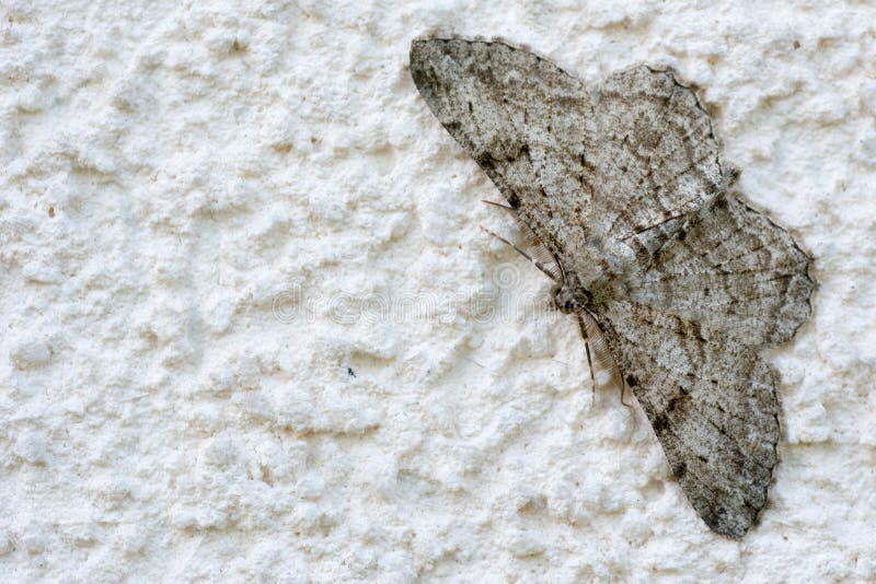 Gray moth stock image. Image of beauty, nature, close - 53548611