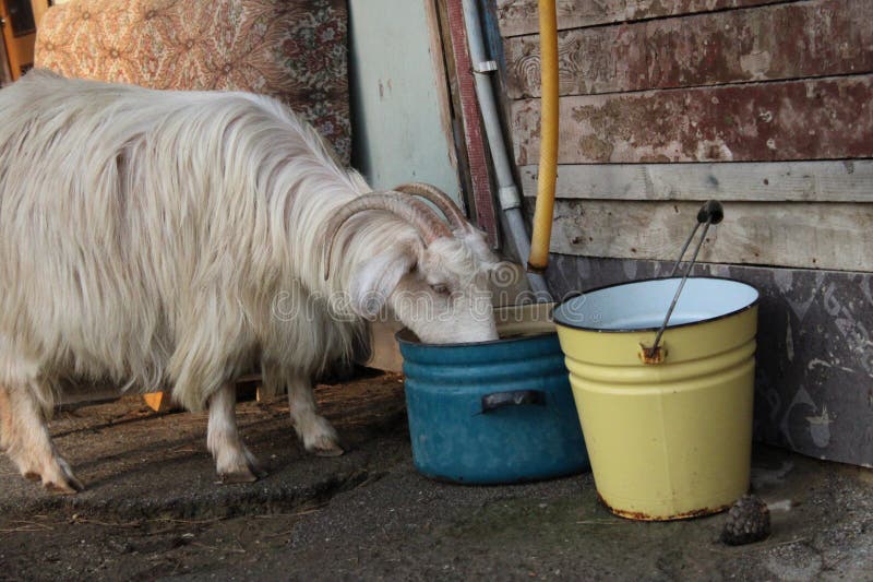 A Gray Mother Goat Drinking Water from a Bucket Stock Image - Image of ...