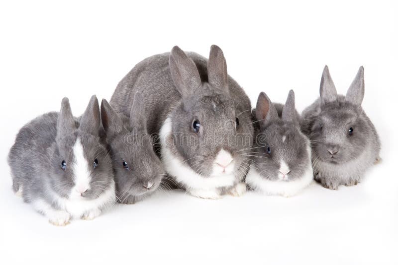 Gray Mother Rabbit with Four Bunnies Stock Image - Image of spotted ...