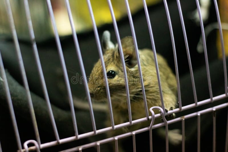Gray Mouse Behind the Cage Close Up Stock Photo - Image of nose, cage ...