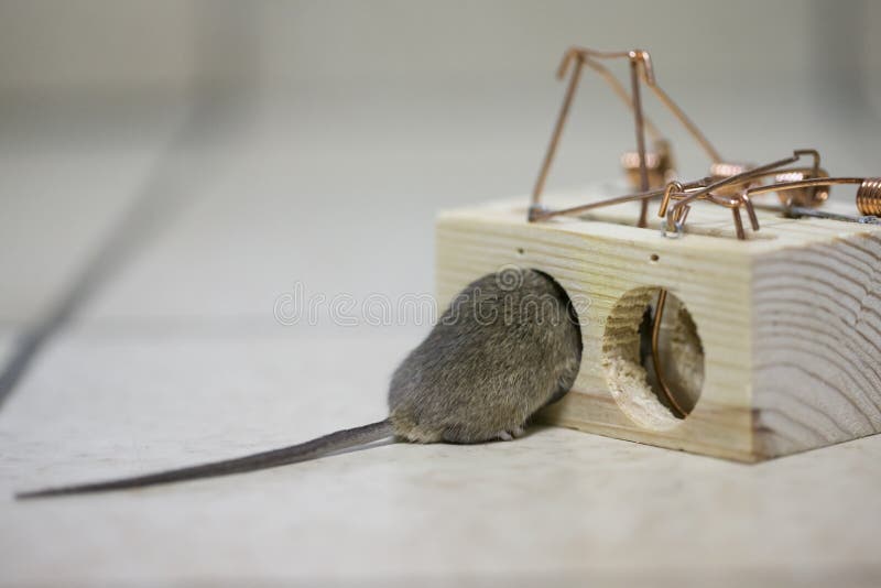 Gray Mouse Caught in the Trap Stock Photo - Image of critter, mammal ... Gray Mouse Caught in the Trap Stock Photo - Image of critter, mammal ...