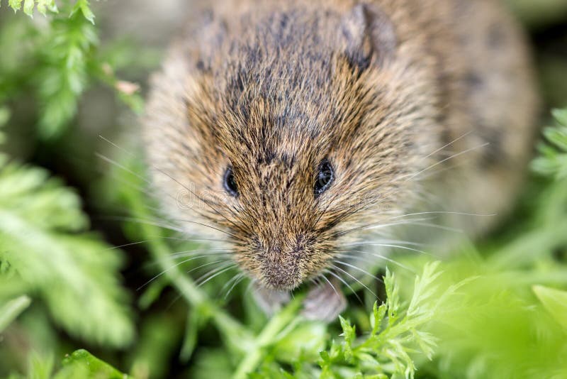 Gray mouse stock image. Image of nature, animal, meadow - 55684347