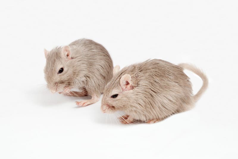 Mouse Gerbil Cage House Cell Stock Photo - Image of curiosity, field ...