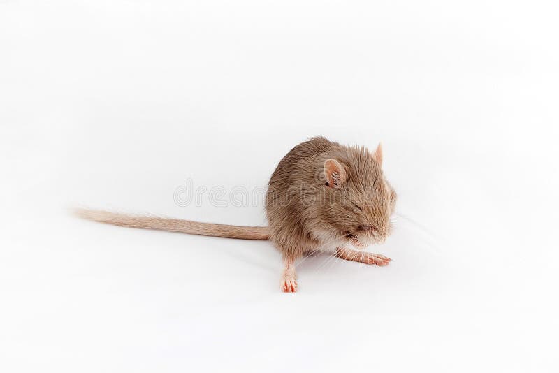 Gray mouse isolated stock image. Image of cheerful, love - 79694577