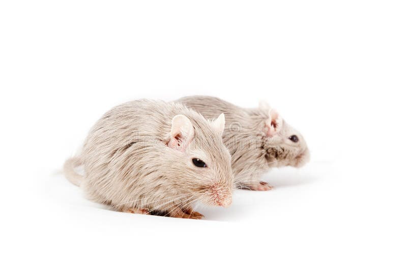 Gray mouse gerbil stock photo. Image of profile, looking - 113455082