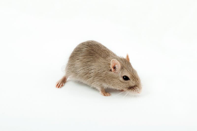 Gray mouse isolated stock image. Image of cheerful, love - 79694577