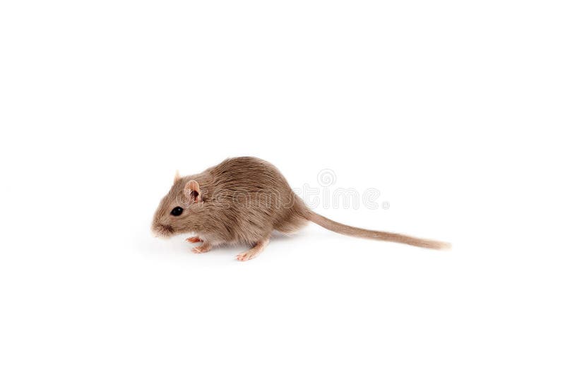 Gray mouse isolated stock image. Image of cheerful, love - 79694577
