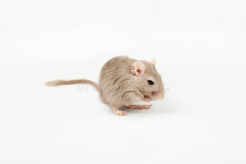 Gray mouse isolated stock image. Image of cheerful, love - 79694577