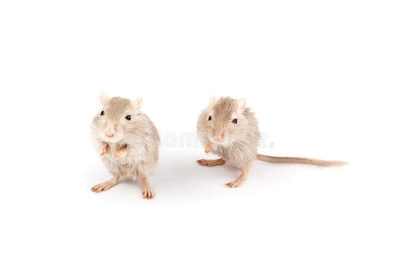 Gray mouse gerbil stock image. Image of gray, meriones - 113455019