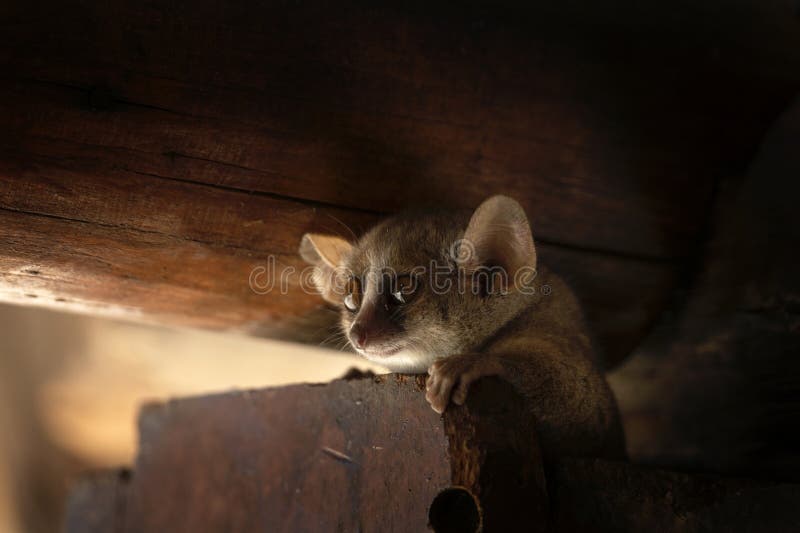 Gray Mouse Lemur, Microcebus Murinus, Grey Mouse Lemur, Lesser Mouse ...