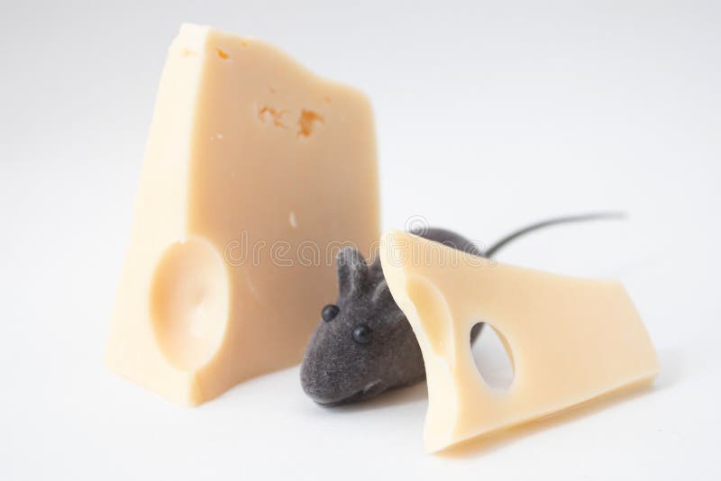 Gray Mouse Looks Out from the Pieces of Cheese Stock Photo - Image of ...