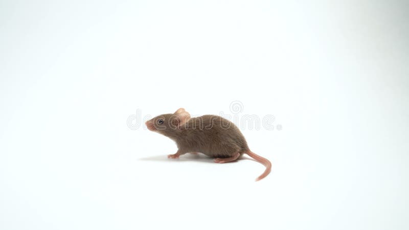 Gray mouse runs chroma key stock footage. Video of chroma - 290101058