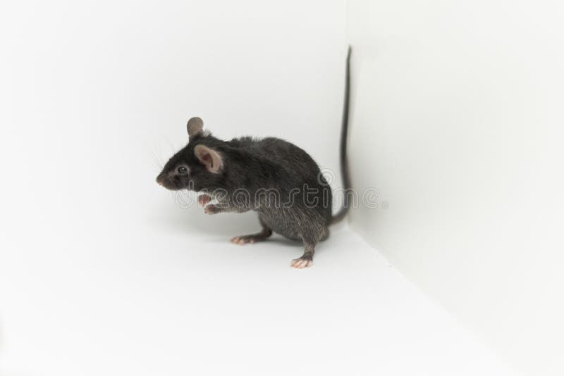 Gray Mouse Stands in a White Corner Stock Photo - Image of hands ...