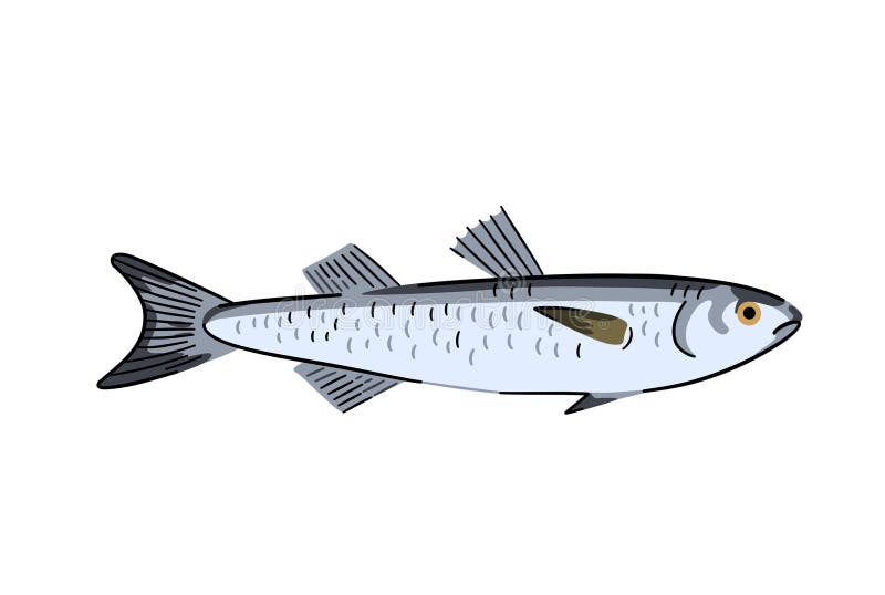 Mullet Vector X Ray Fish Cartoon Largemouth Bass Illustration Catfish ...