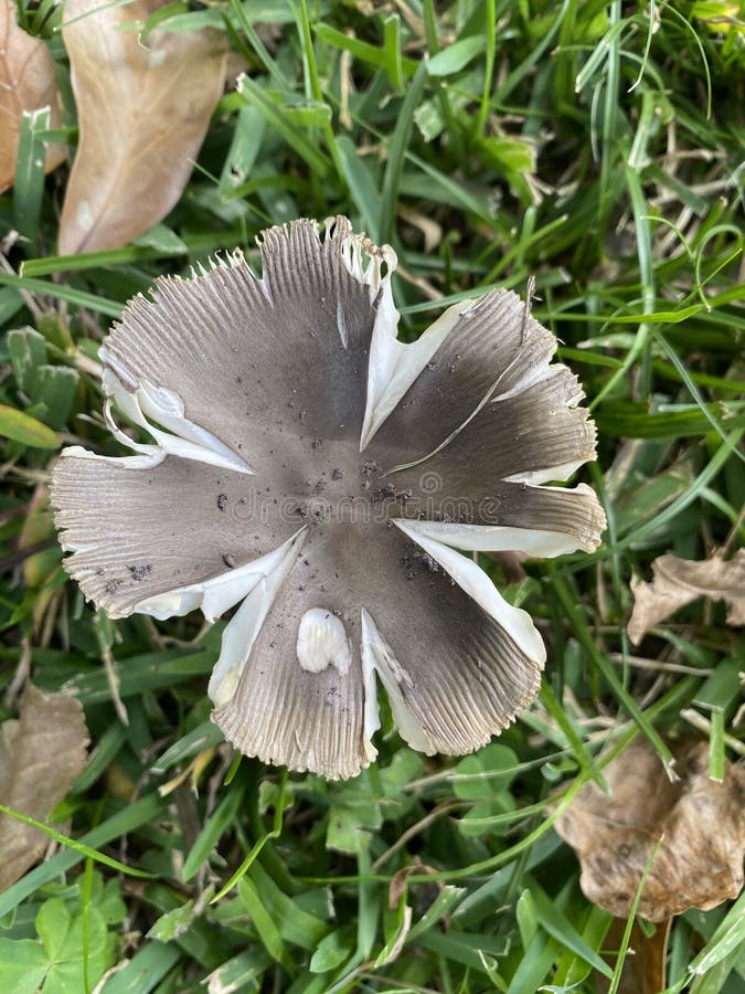 Mushroom stock image. Image of grass, green, mushroom - 235503259