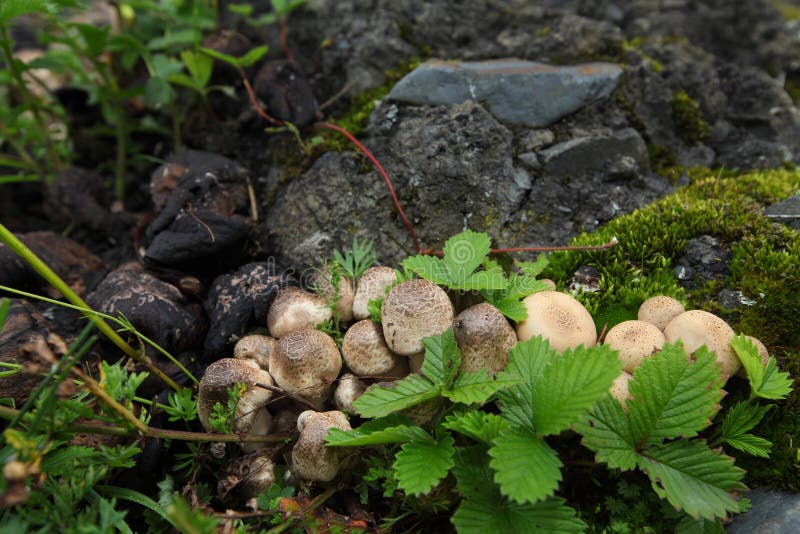 Gray Mushirooms Stock Photos - Free & Royalty-Free Stock Photos from ...