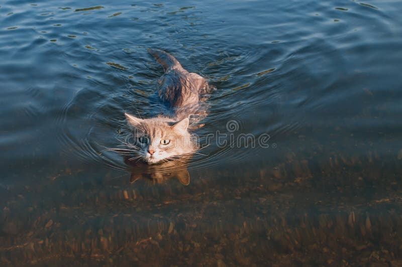 2,380 Floating Cat Stock Photos - Free & Royalty-Free Stock Photos from ...