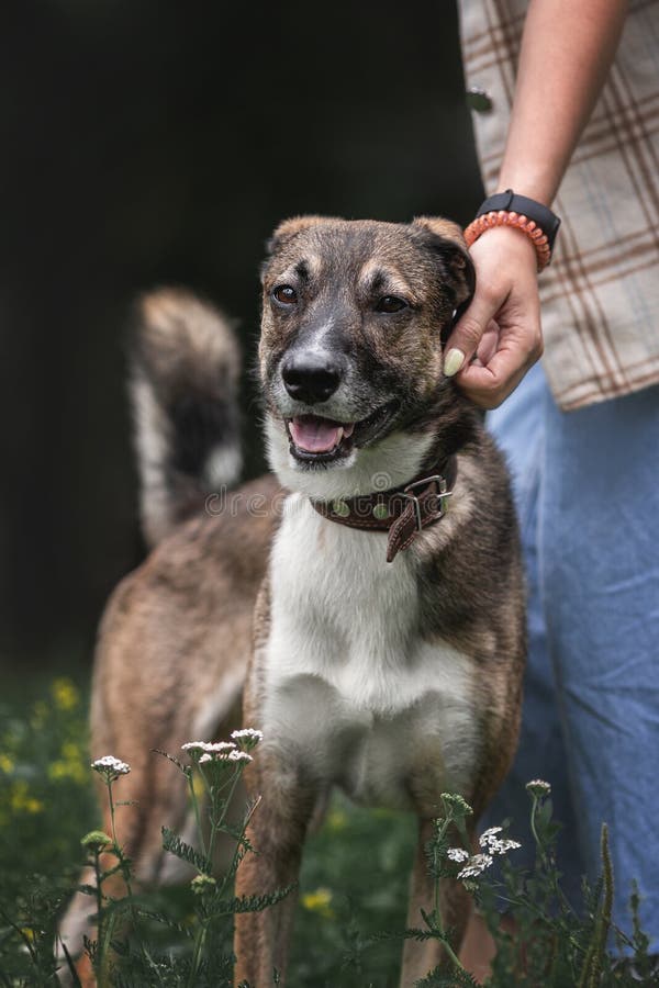 A Gray Mutt on a Walk with a Volunteer. Training and Adaptation of the ...