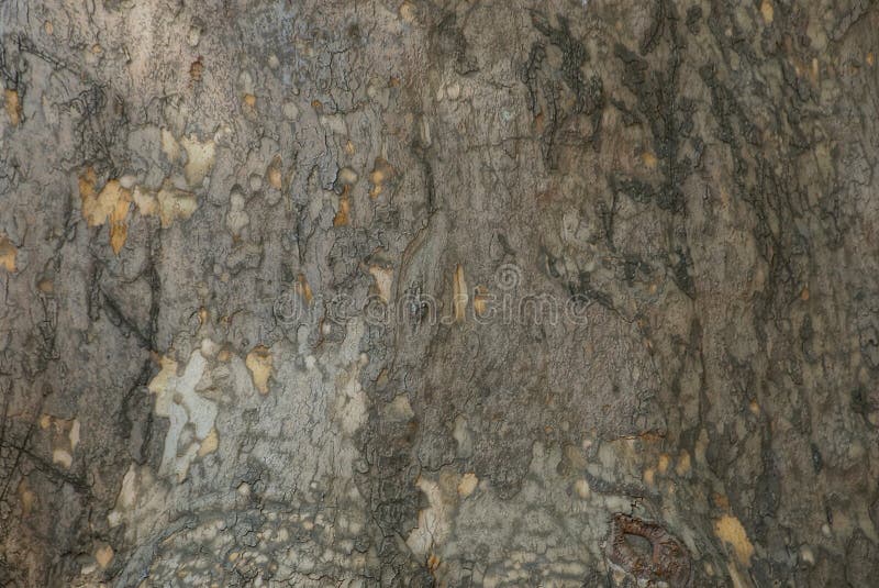 Gray Natural Texture on Dry Tree Bark Stock Image - Image of aging ...