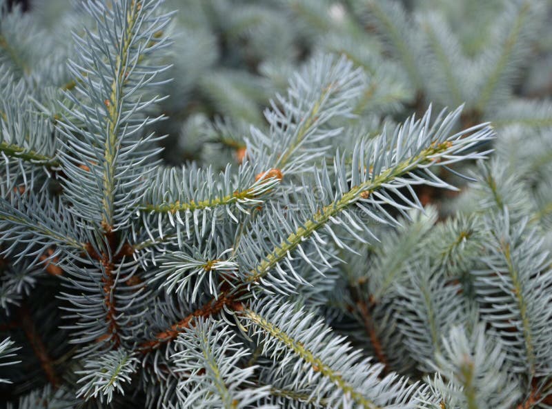 Gray needles stock photo. Image of gardening, color - 198104374