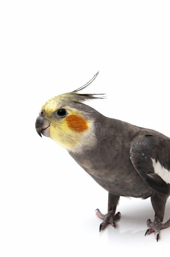 Gray nymph stock image. Image of peak, carolina, wildlife - 31743903