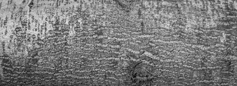 Gray Oak Bark with Visible Details. Background or Texture Stock Photo ...