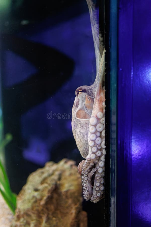 Freshwater Aquarium Octopus