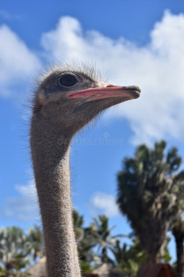 Ostrich with His Neck Slightly Bent Stock Photo - Image of wildlife ...