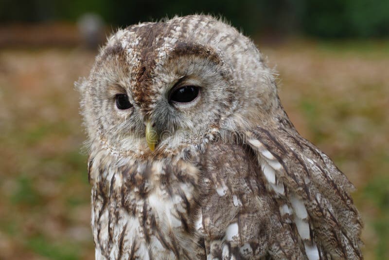 Gray Owl Closeup Detail Portrait Stock Image - Image of detail, gray ...
