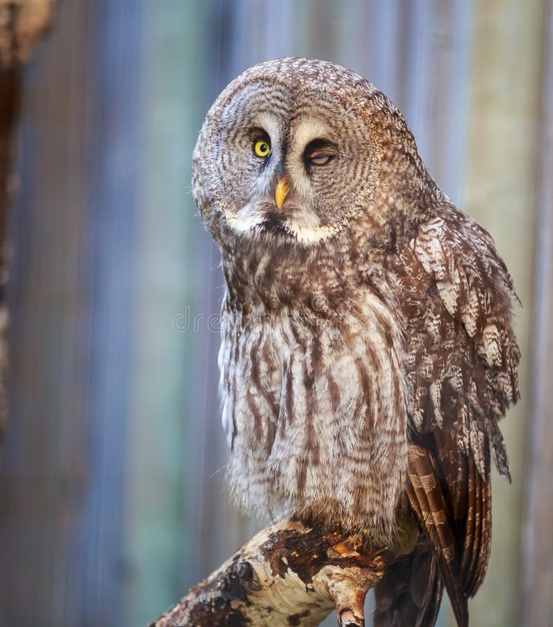 Gray owl stock image. Image of isolated, portrait, prey - 71738795