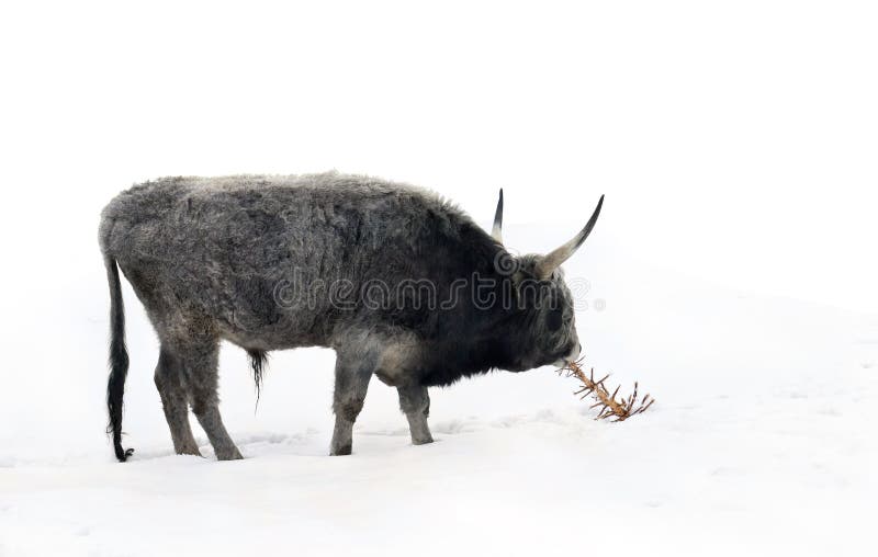 Gray Ox Eating the Spruce in the Snow on a White Background Stock Image ...