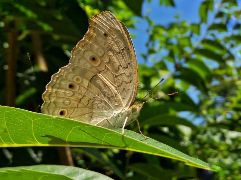 Gray pansy butterfly stock image. Image of leaf, insect - 240247945