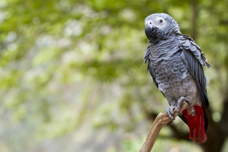 Gray parrot stock image. Image of imitation, branch, species - 22915583