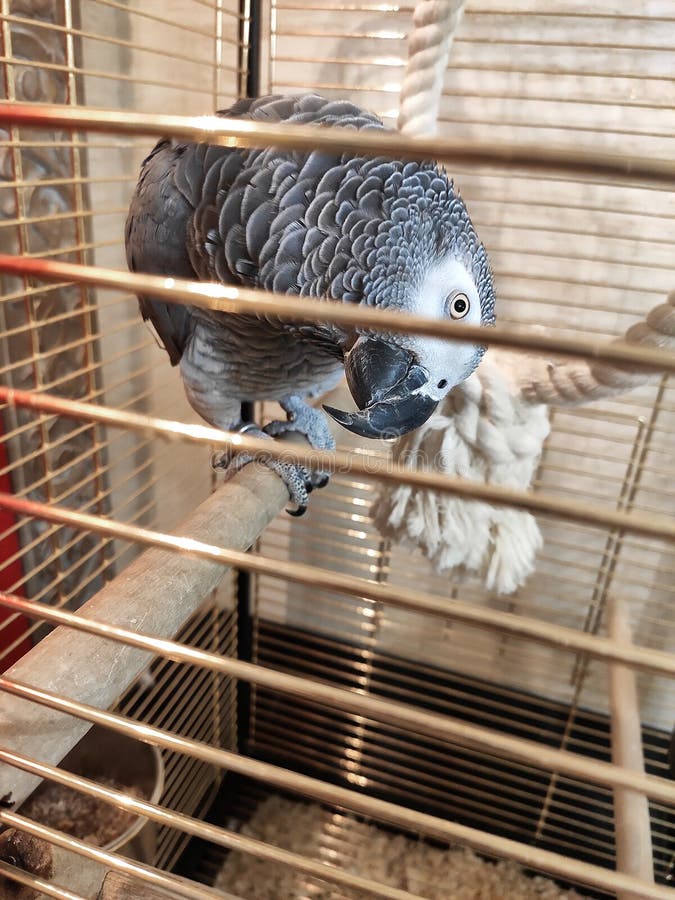 Gray Parrot Jaco in a Cage Looks with Curiosity Stock Photo - Image of ...