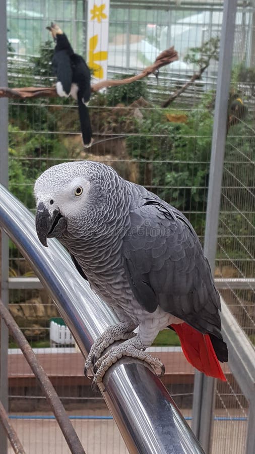 A Parrot Bird with Orange Fur Color Was Perched in a Cage Stock Image ...