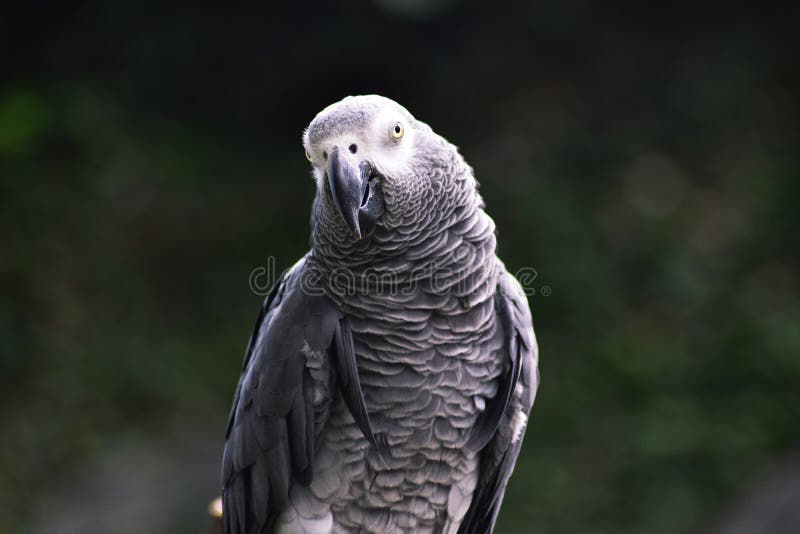 Awesome head balance stock photo. Image of sunlight, sand - 2363538