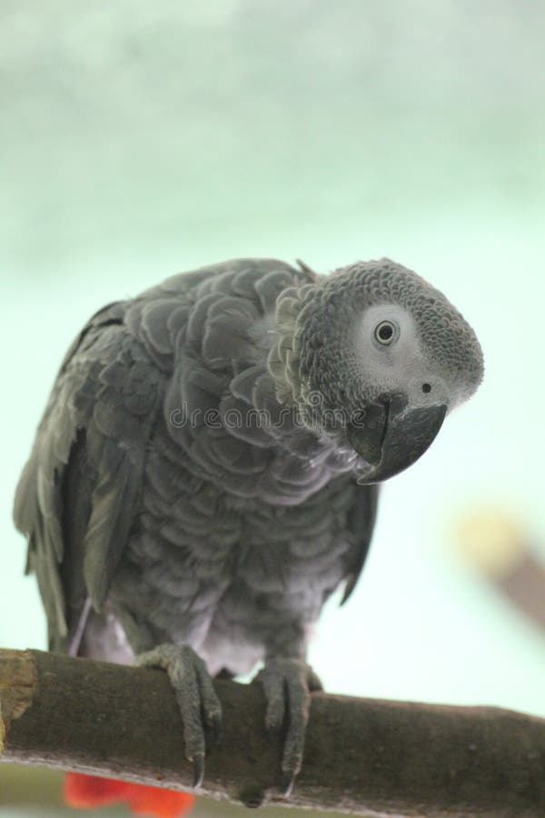 The Gray Parrot, the Gray Parrot, and the Gray Parrot are a Species of ...