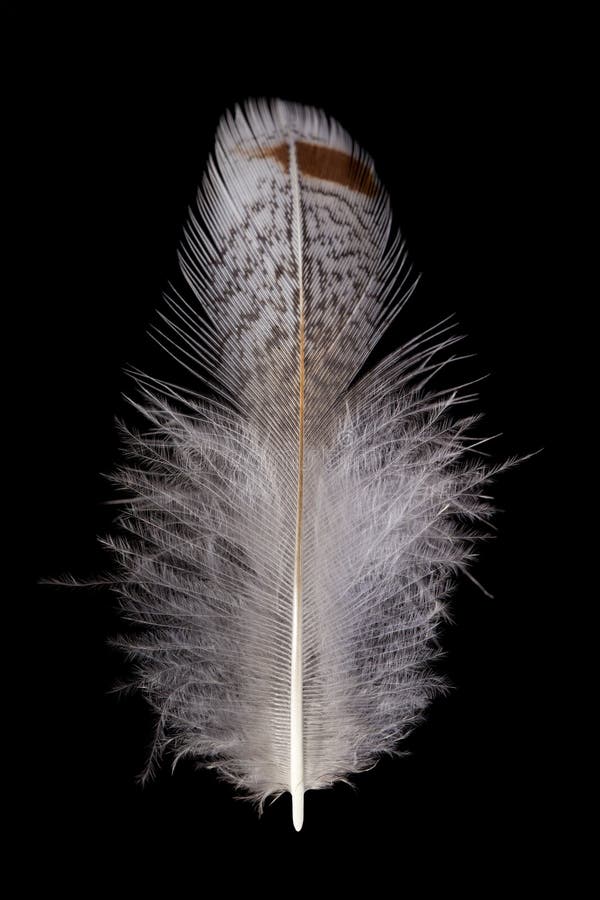 Gray Partridge in the Summer in the Middle of a Green Grass Stock Image ...