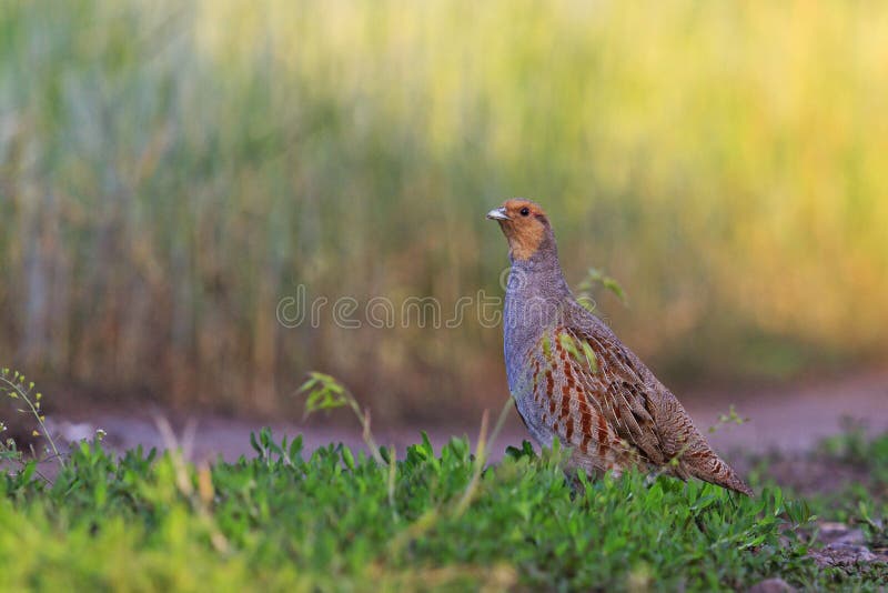 Gray Partridge in the Summer in the Midst of Lush Greenery Stock Photo ...
