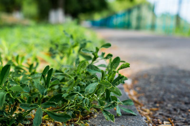 Gray Paved Path with a Metal Fence on the Edge. on the Other Hand Green ...