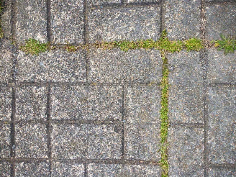 Gray Pavers with Green Moss Growing in-between Stock Image - Image of ...