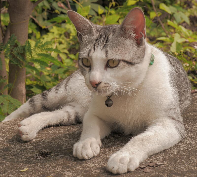 Ferocious Black Domestic Cat Stock Photos - Free & Royalty-Free Stock ...